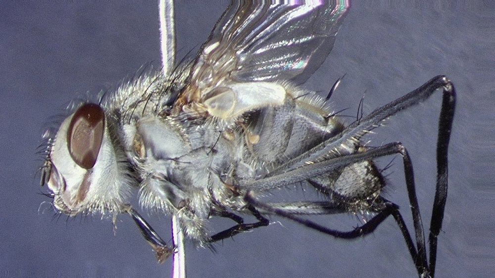 Saved insect collection may unlock evolutionary changes due to climate ...