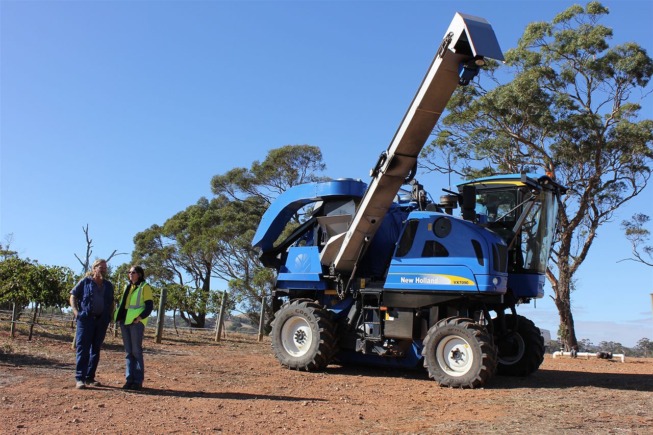 Hot weather speeds up grape harvest - ABC News