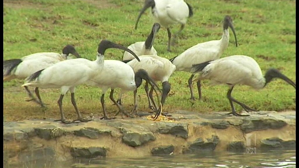 Smelly ibis polluting wetlands - ABC News