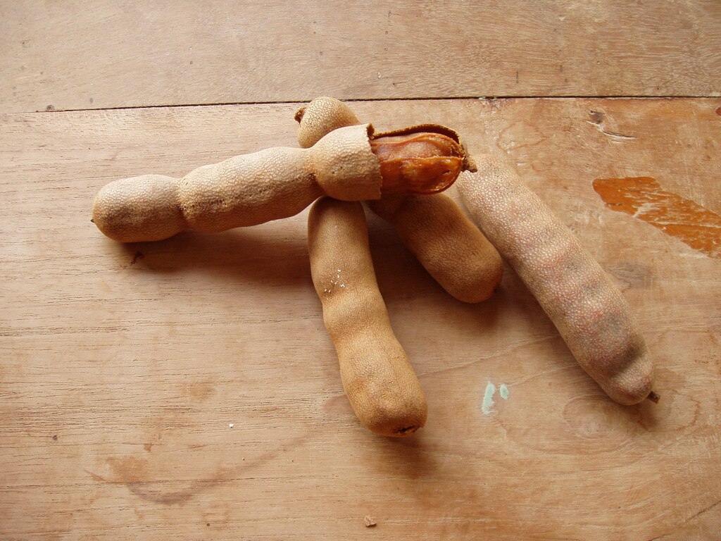 Strange stools: Side effects of faecal transplants - ABC Melbourne