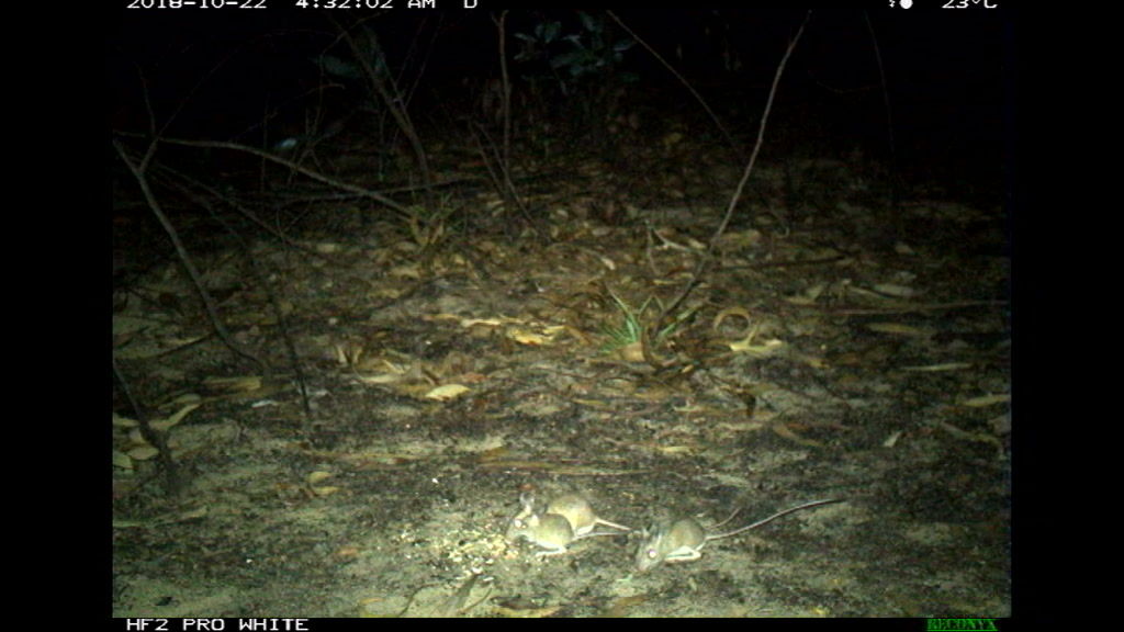 Rare tiny mouse in the spotlight as Aboriginal Top End rangers fight to ...