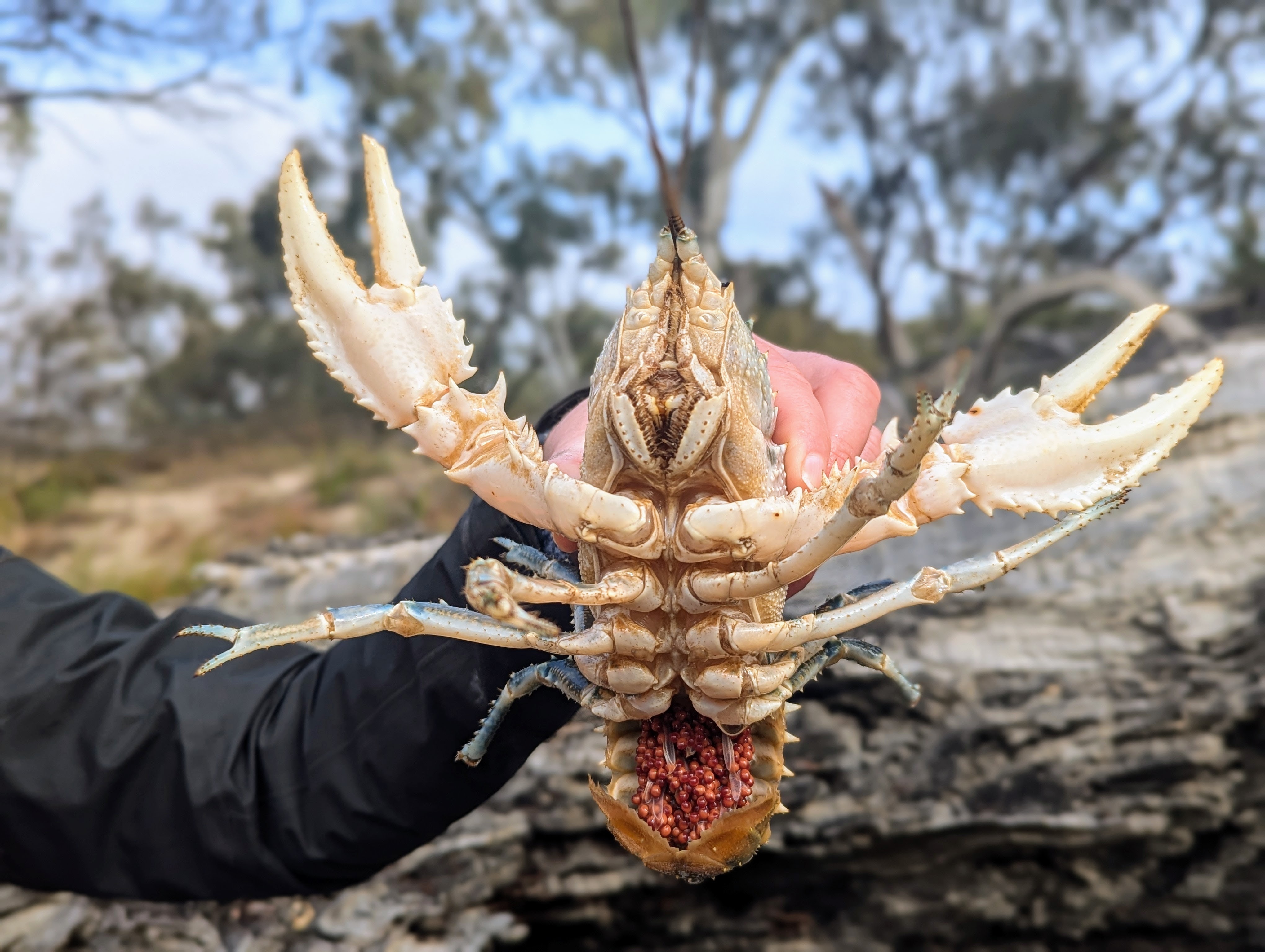Spiny freshwater crayfish researched in first study of its kind in NSW ...