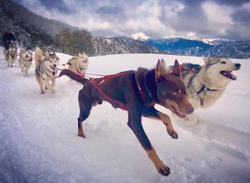 Dusty the kelpie becomes a dog sledder - ABC listen