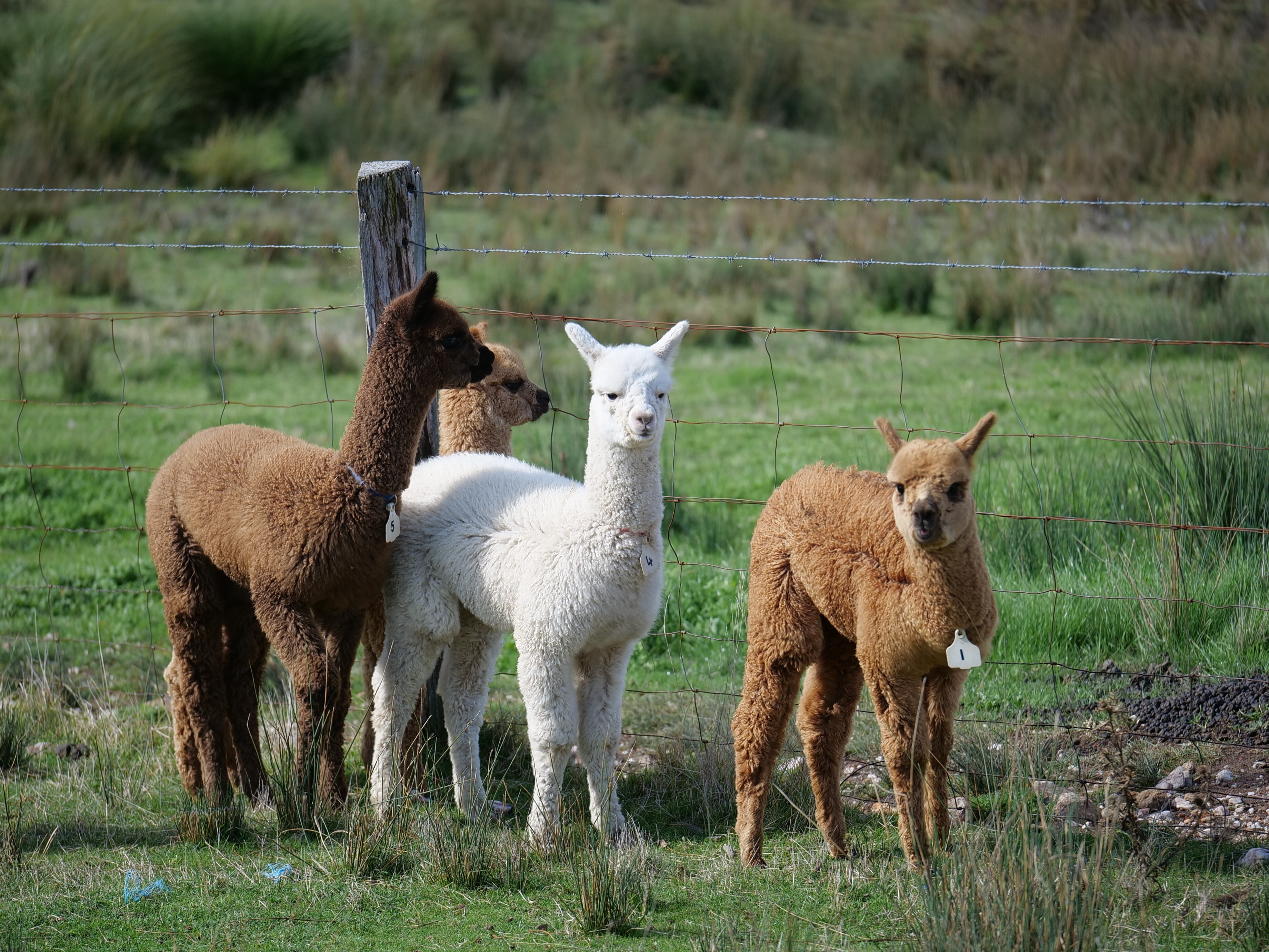 Baby alpacas aplenty with stud owners overjoyed by perfect conditions ...