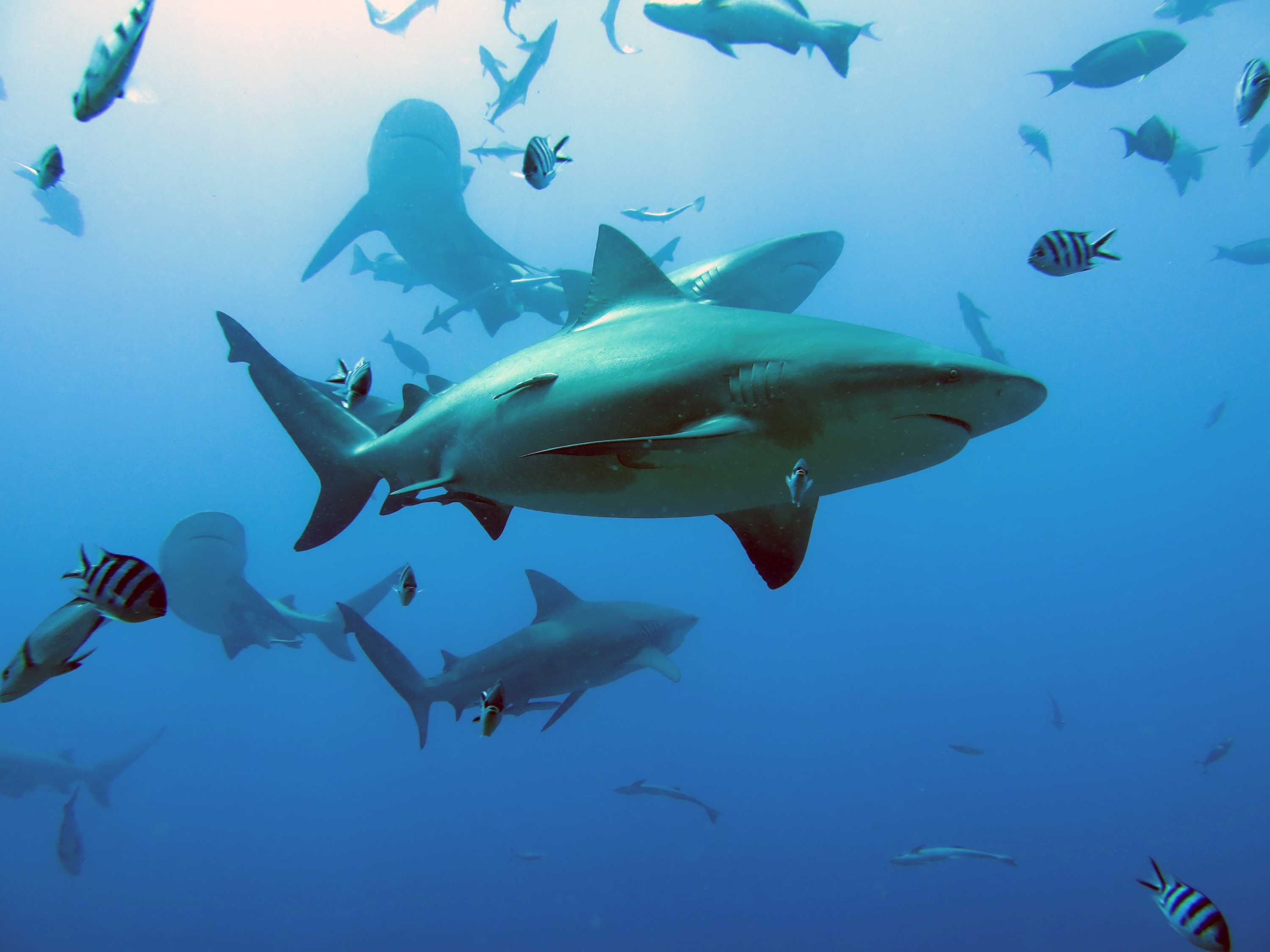 Great Barrier Reef bull sharks' secret lives revealed in radio tracking ...