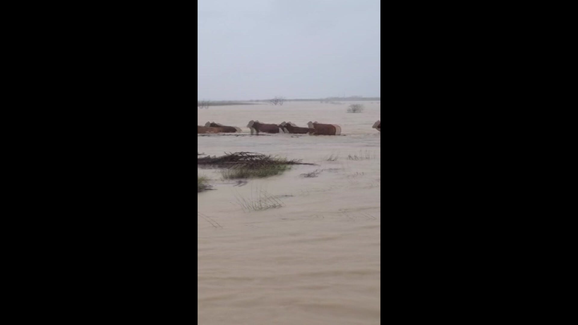 Cattle walking through floodwaters - ABC News