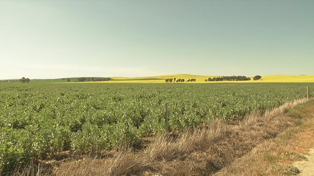 Frost-affected farmers hold emergency meeting as cold snap damages ...