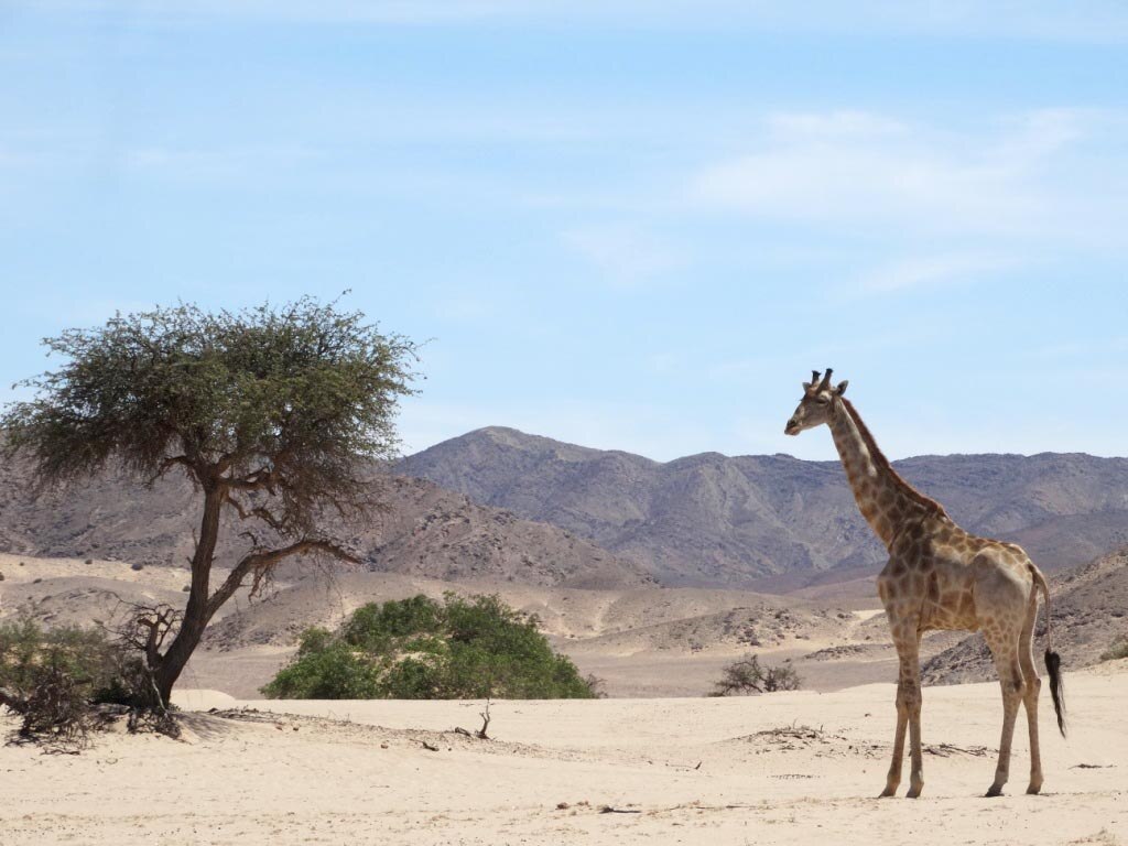 Giraffe population decline has conservation groups ringing alarm bells ...