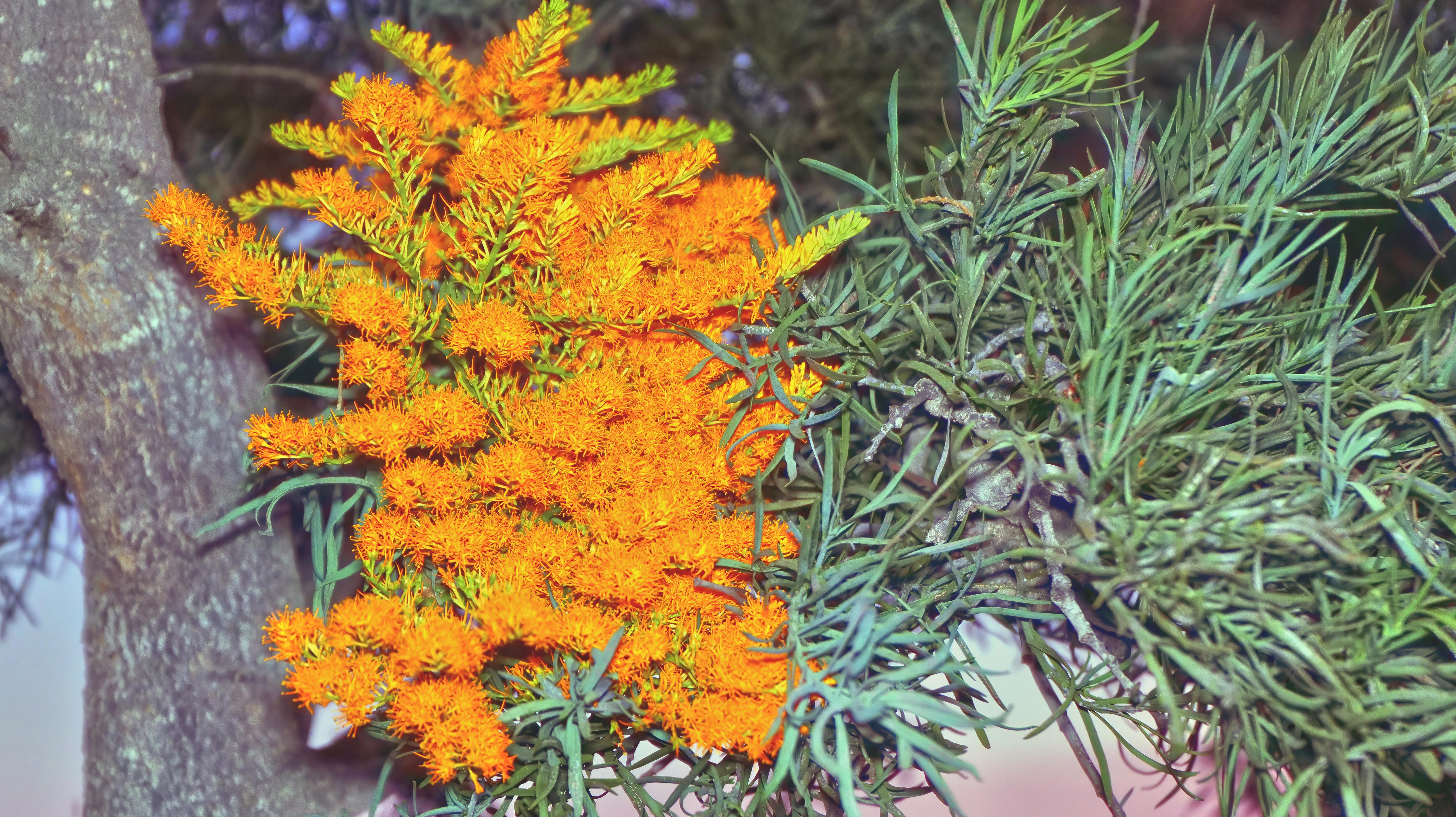 Western Australia's native Christmas tree, the Moodjar, is beginning to ...