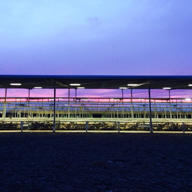 West Australian livestock saleyards report strong cattle prices and ...