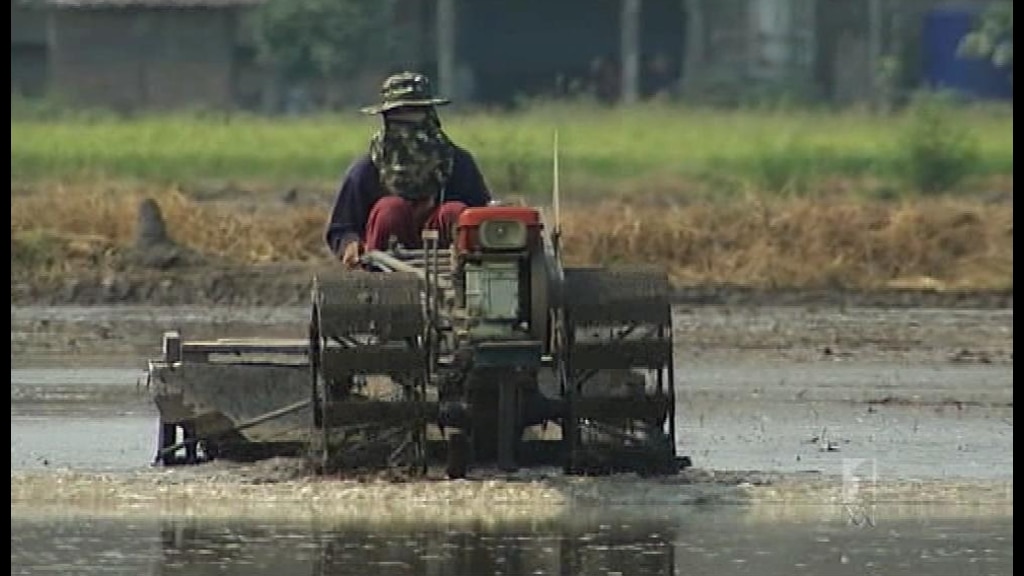 The price of rice - ABC News