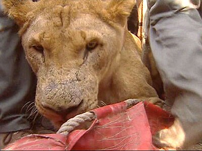 Animals bridge Middle East divide - ABC News