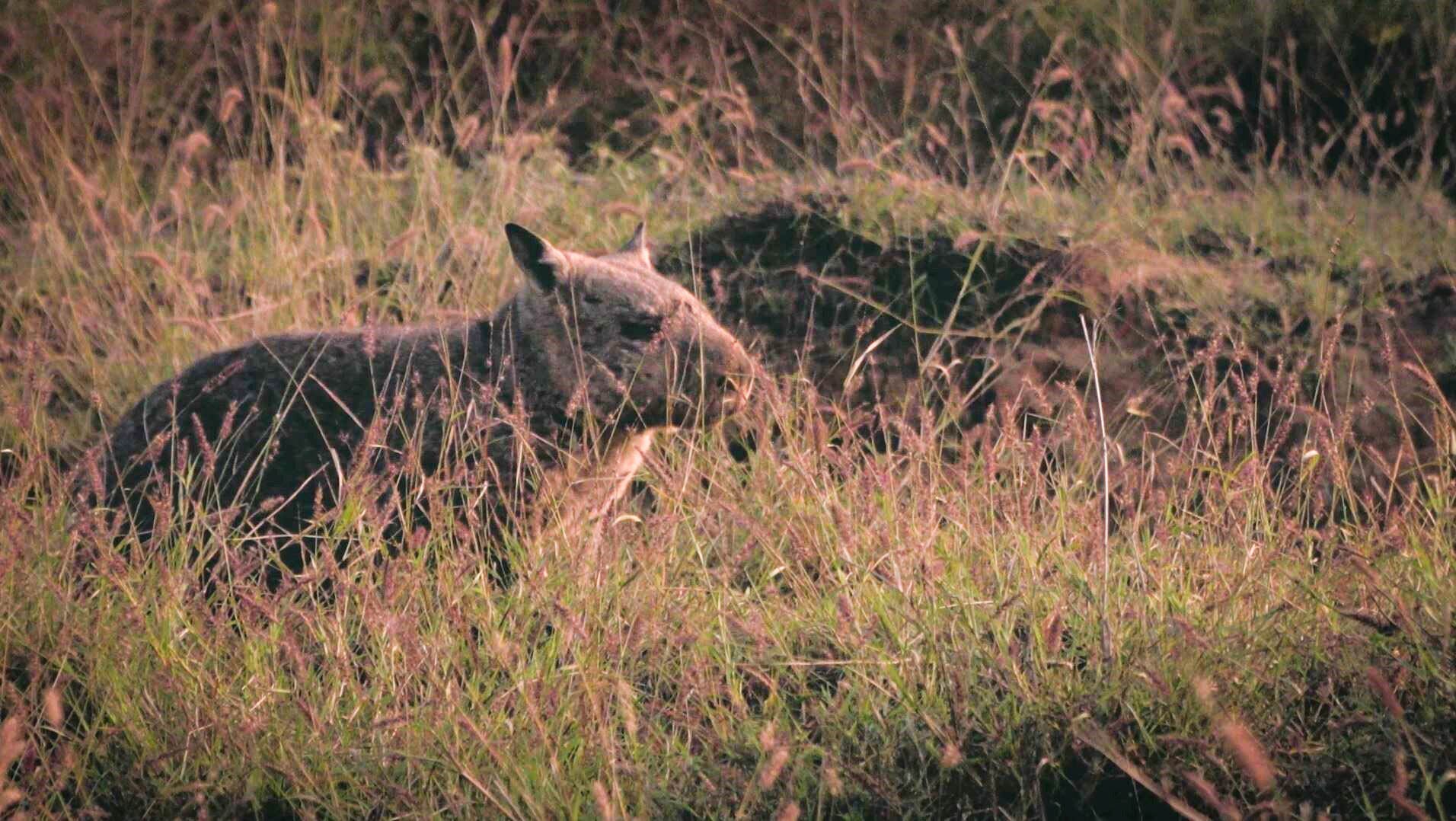 Critically endangered northern hairy-nosed wombat now calls Powrunna ...