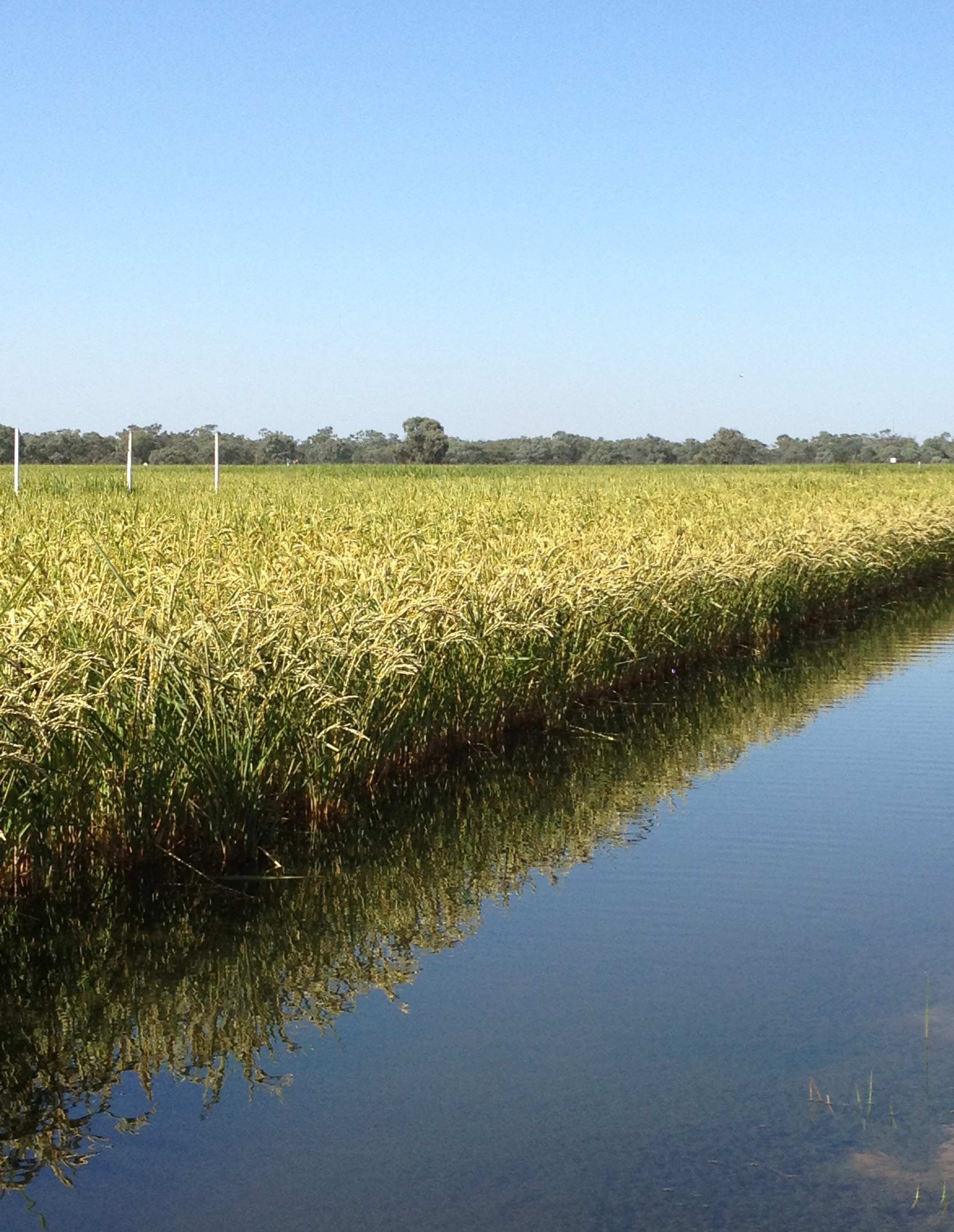 Israeli water experts investigate benefits of drip feeding rice - ABC News
