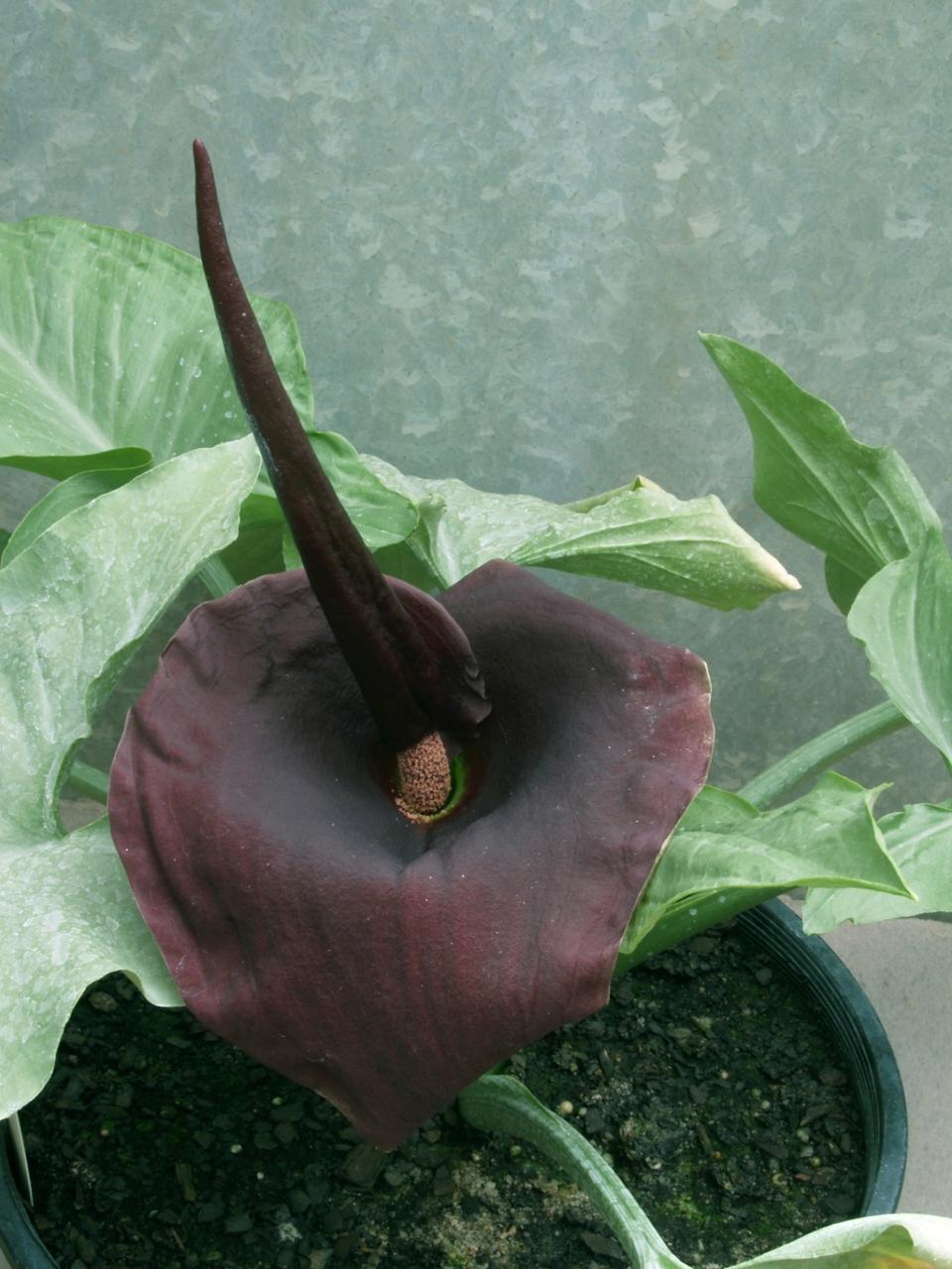 Scientists sniff out rare 'dung' plant - ABC News