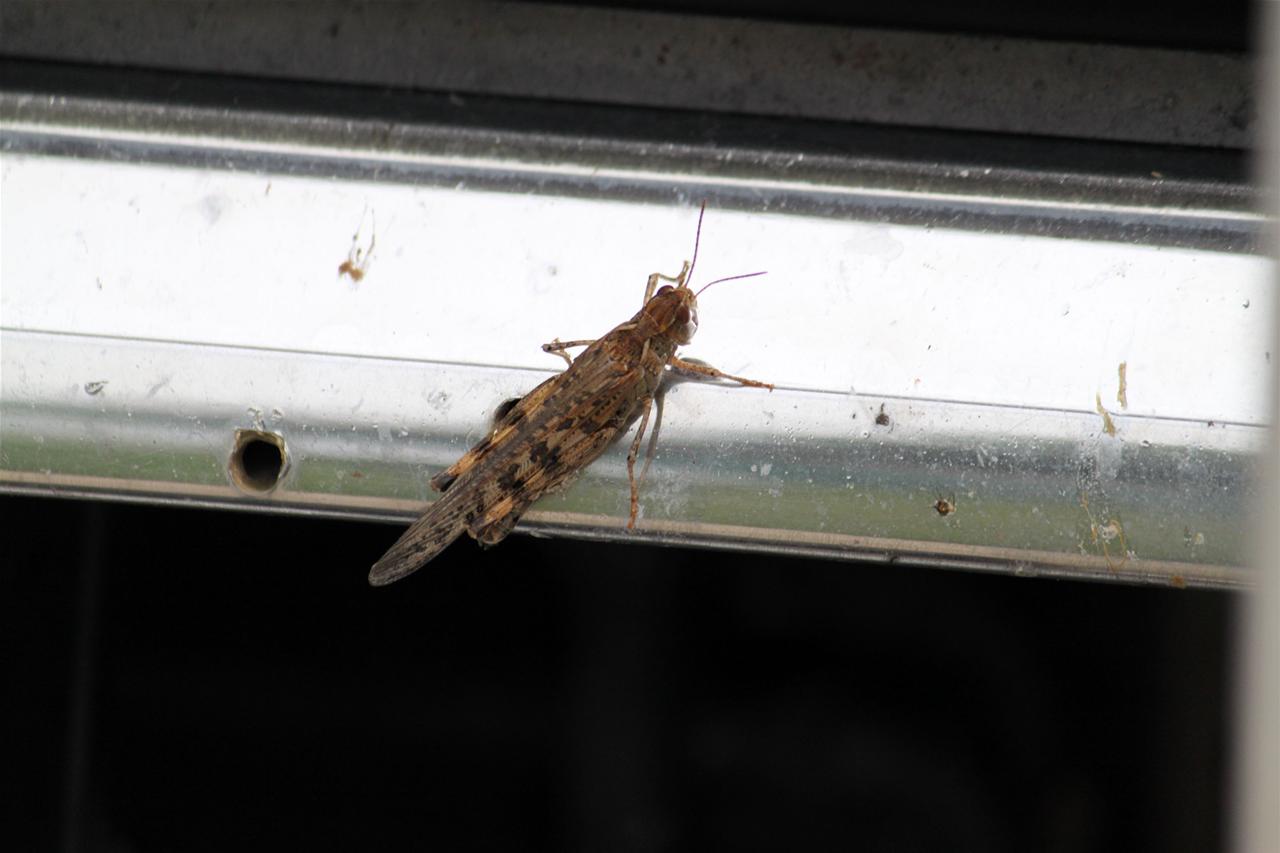 Central west farmers praised for locust control efforts - ABC News