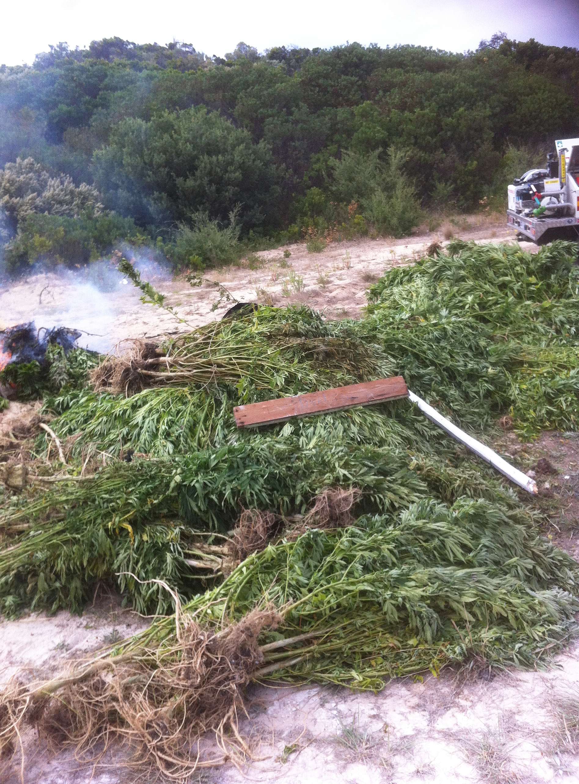 Police uncover south-east drug crops - ABC News