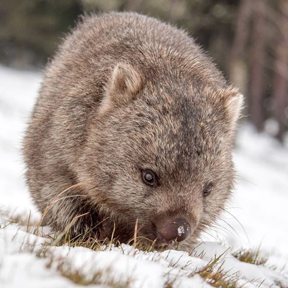 NSW Country Hour - ABC listen