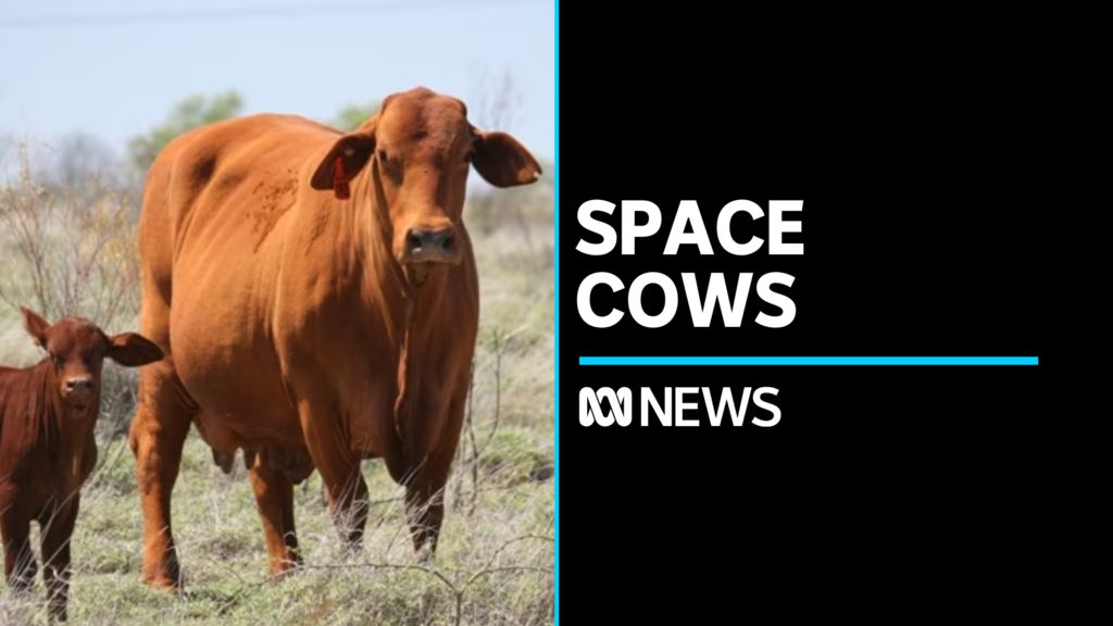 Satellites used to build cattle and buffalo data in NT - ABC News