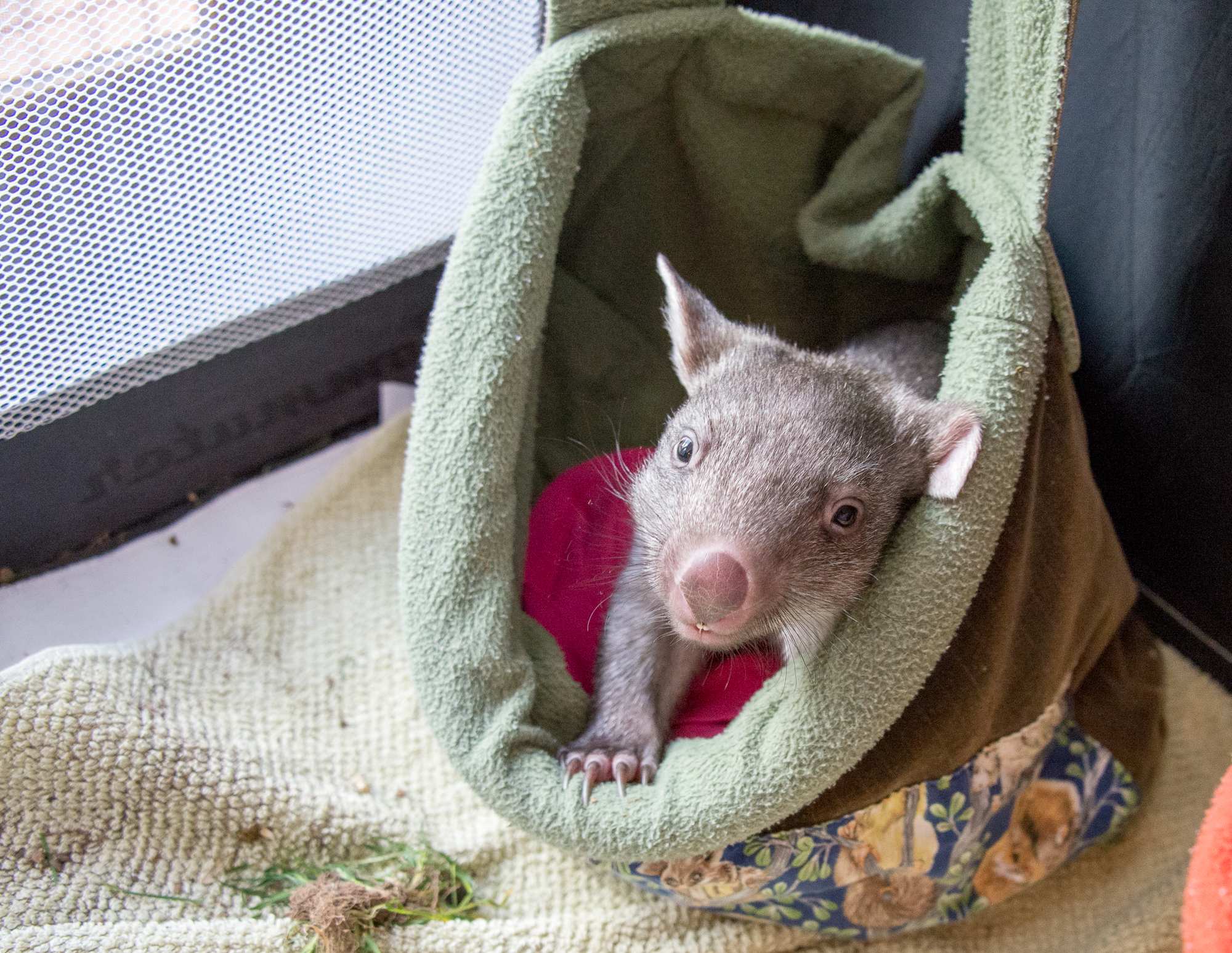 More wildlife carers and volunteers are needed – Are you up for cuddle ...