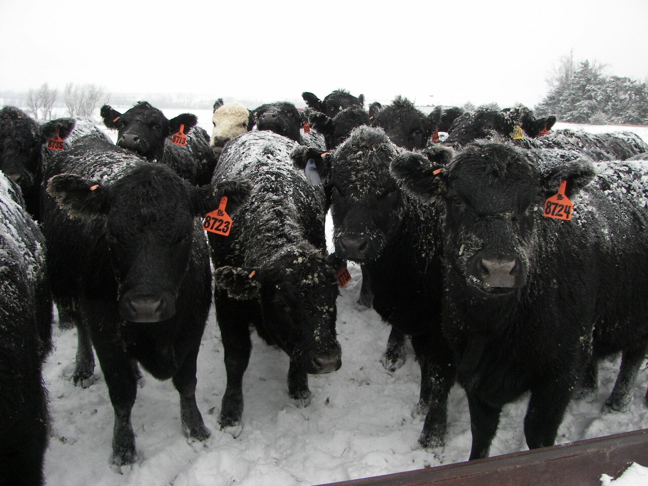 Kansas ranchers keeping cows warm in the 'Polar vortex' - ABC News