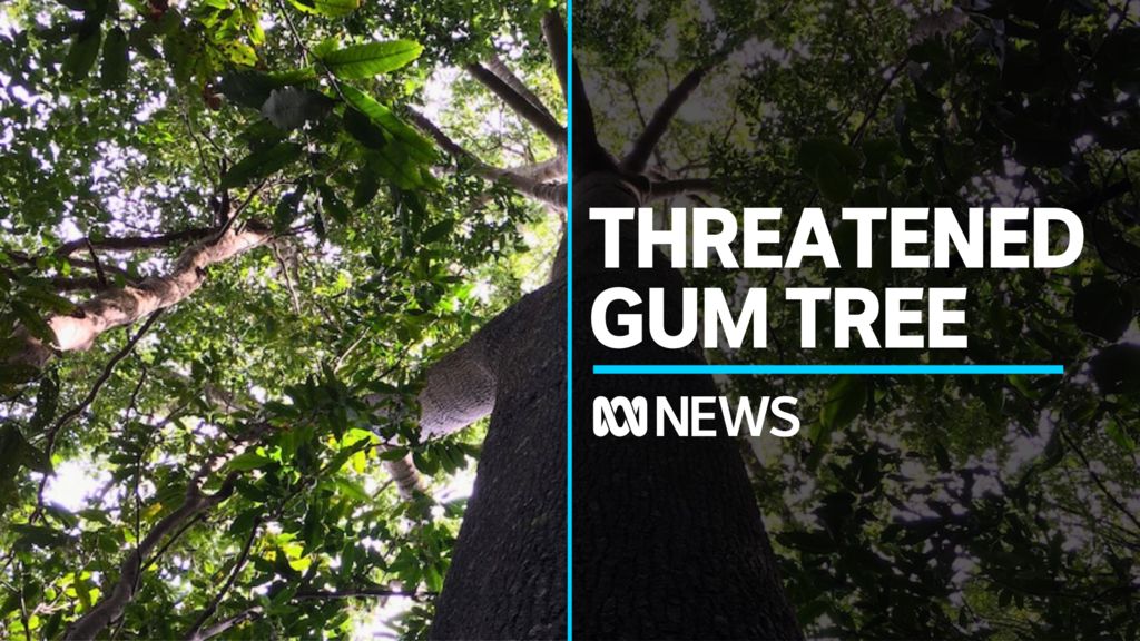 Threatened Tasmanian gum tree finds a new home - ABC News