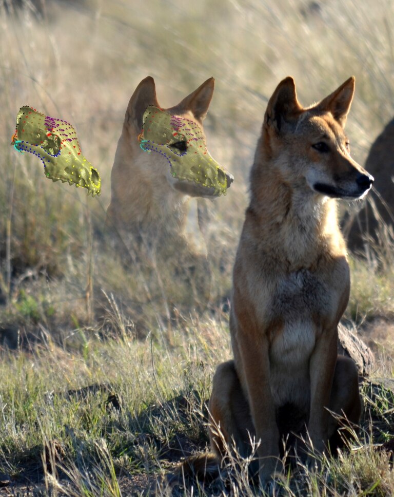 Skulls indicate dingoes 'probably aren't going to disappear' through ...