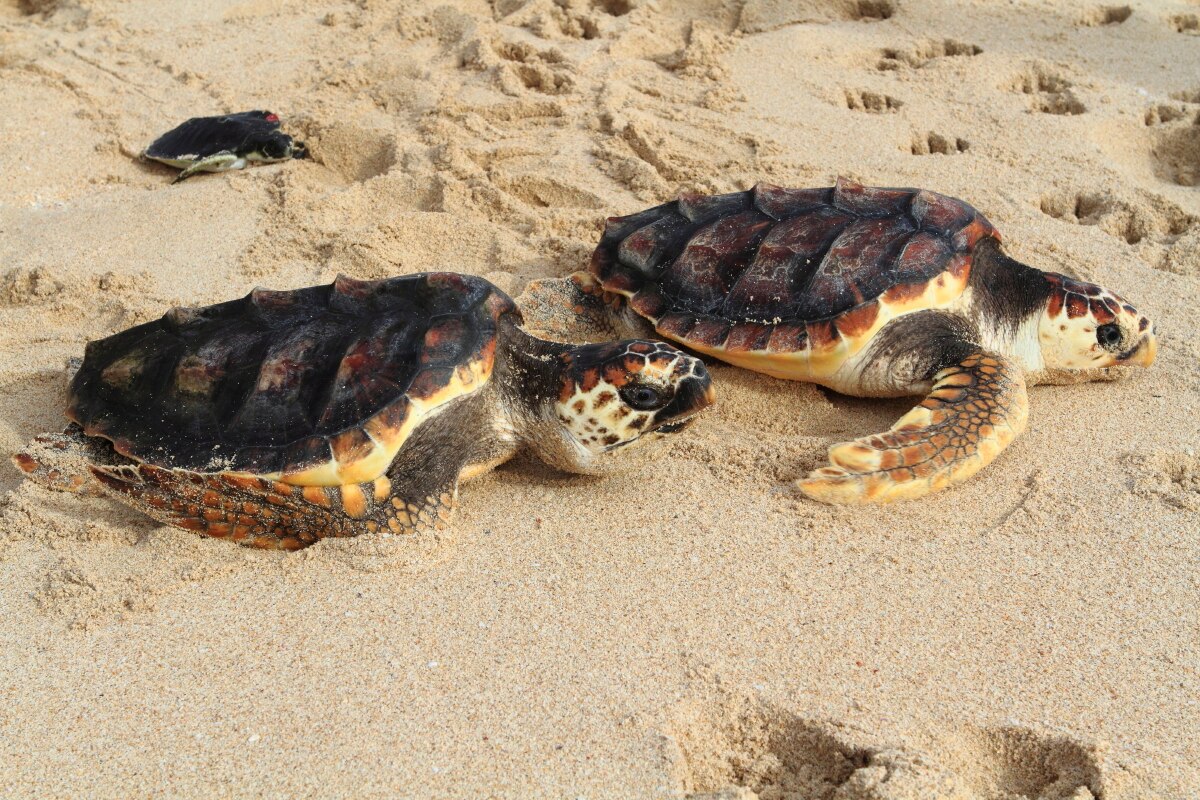 Self Improvement: Fast tracking evolution for conservation - ABC listen