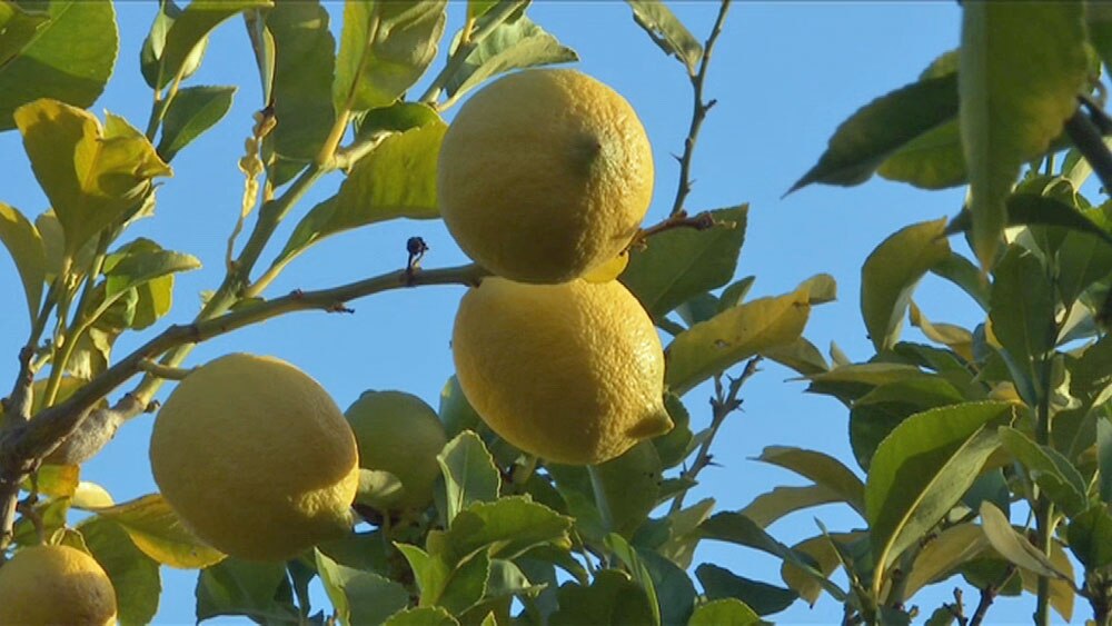 Roots and Shoots with Amber Cunningham and Sabrina Hahn - ABC listen
