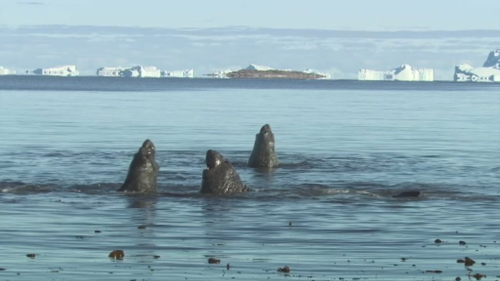 Southern Ocean atlas launched in Hobart - ABC News