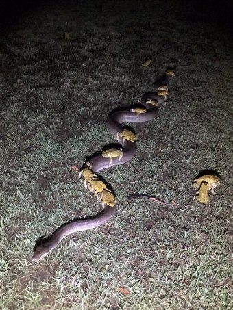 Viral Video Katak Tebu Menumpang Di Ular Piton - ABC News