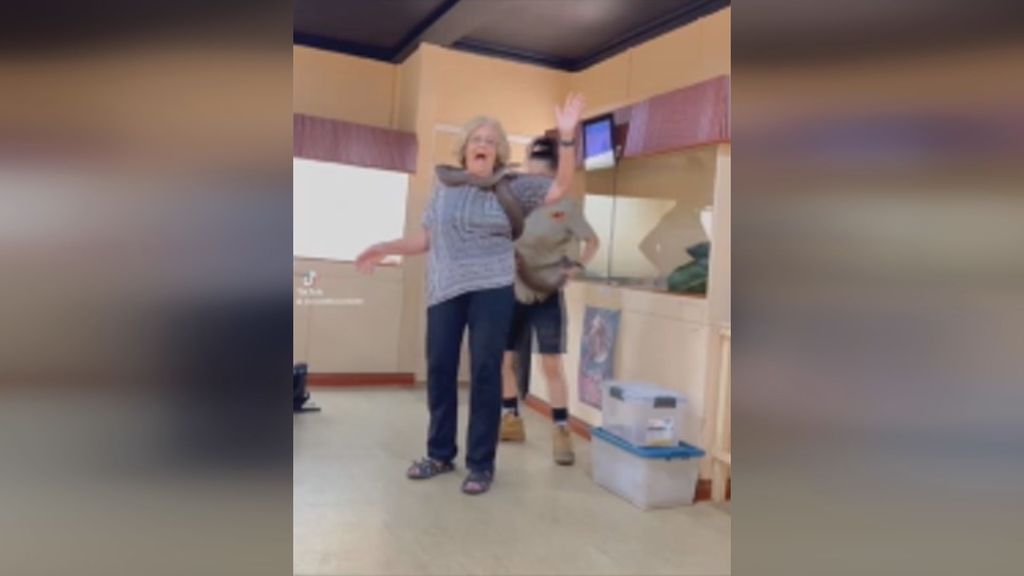 Getting wrapped up in a 12-foot python in Cairns. - ABC News