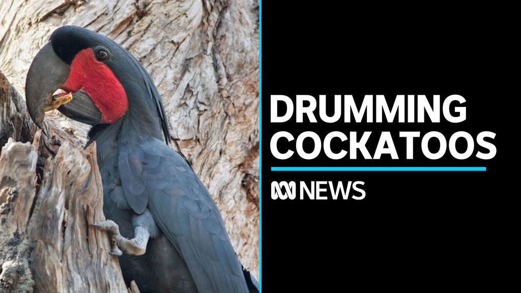 Archive footage of Scott Morrison in Question Time with a lump of coal ...