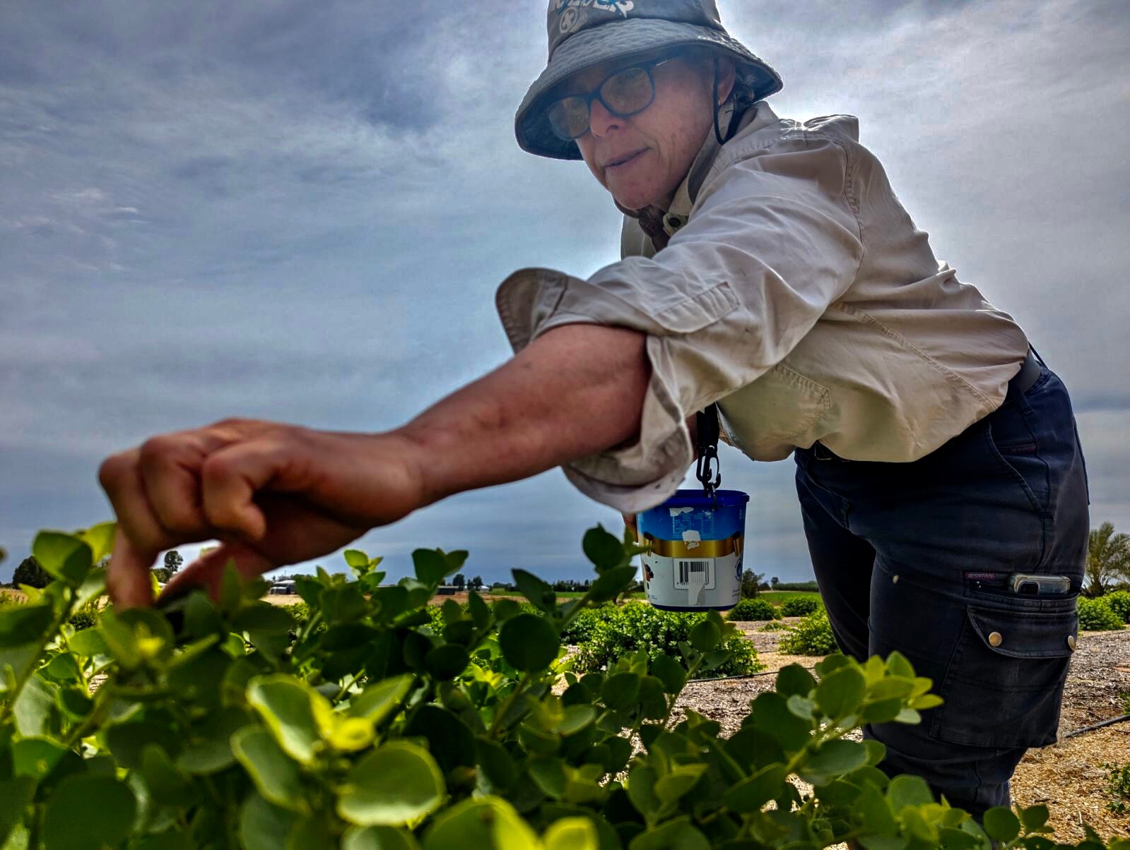 Australian caper farmers selling hard-won harvest to restaurants, home ...