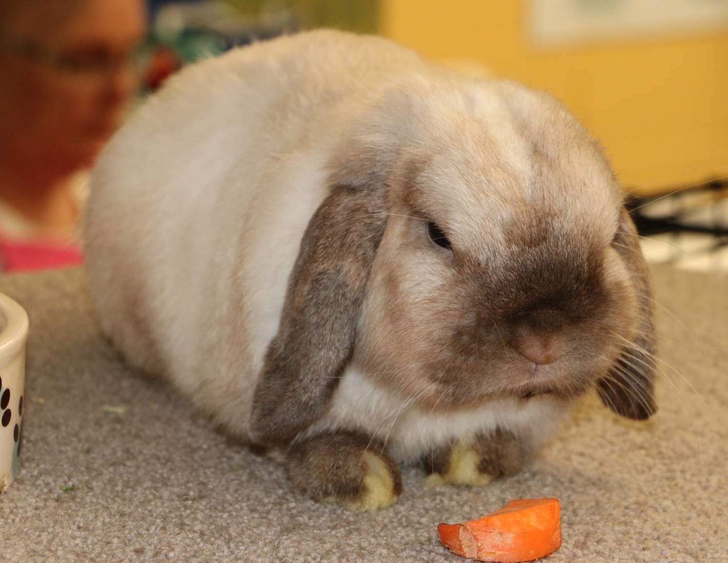 Rascally pet rabbits: what can you expect? - ABC listen