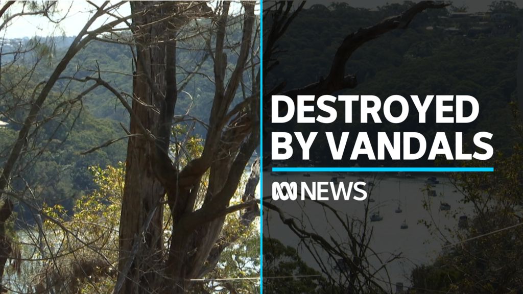 Hundreds of trees destroyed with calls for jail time from Mayor - ABC News