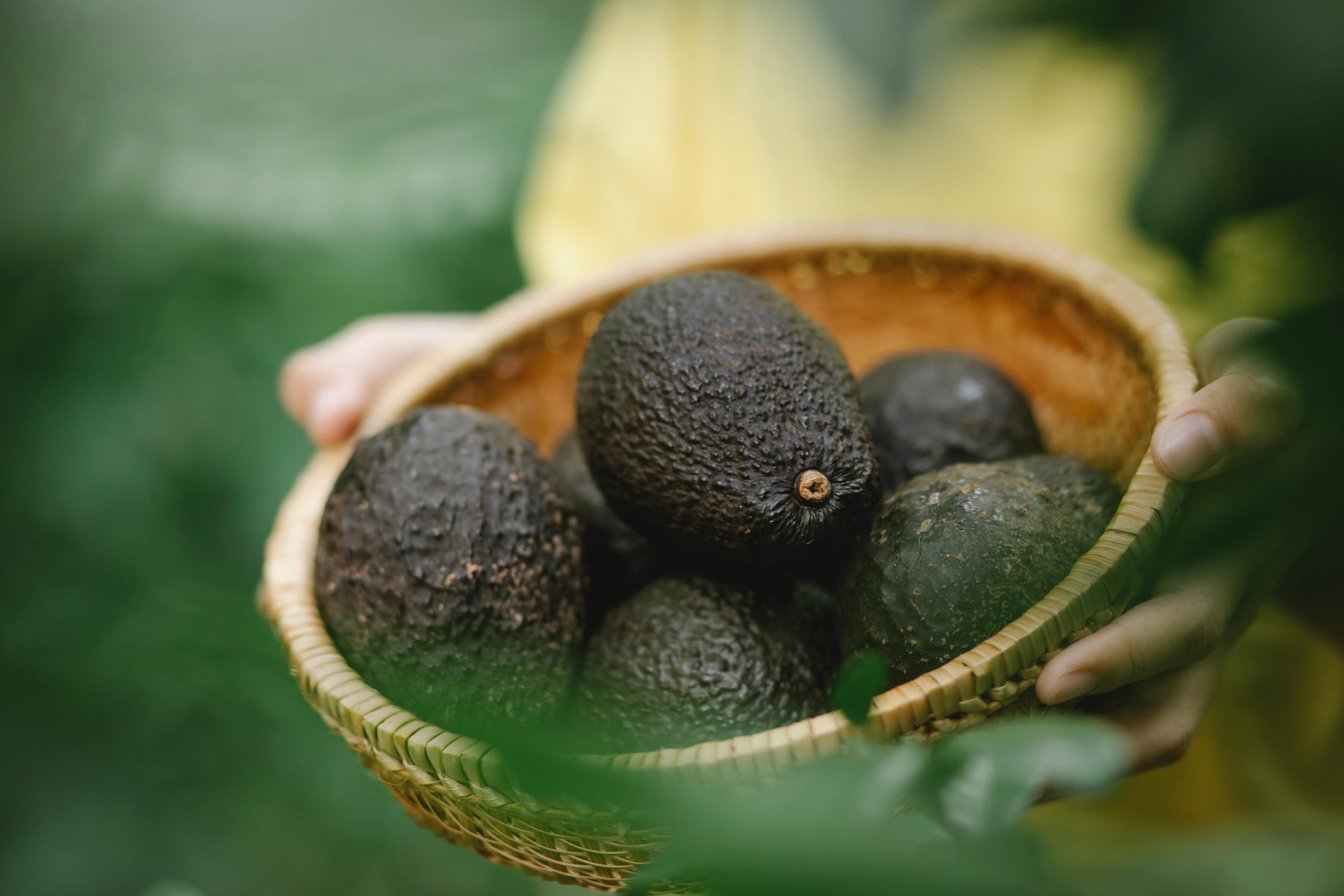 Avocado 2.0 made possible by Australian scientist's world-first genome ...