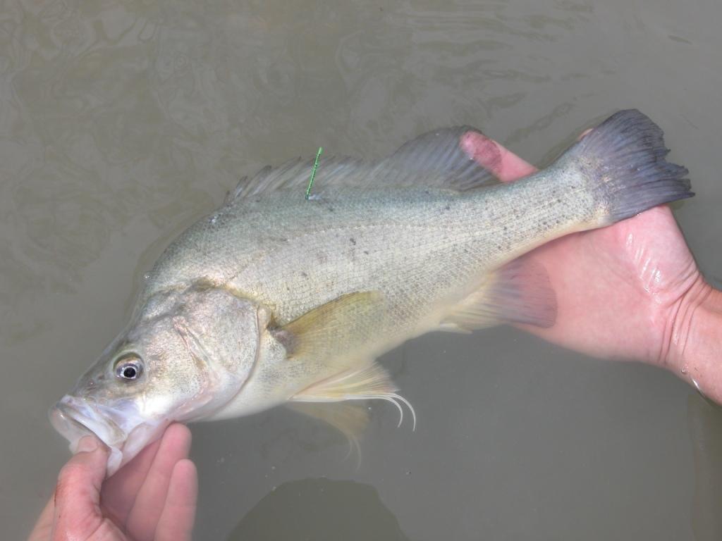 Fast-flowing Murray River creates perfect spawning conditions for ...