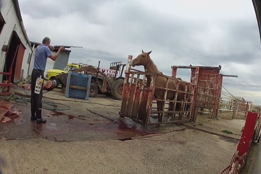 Secret footage shows race horses being shot - ABC News