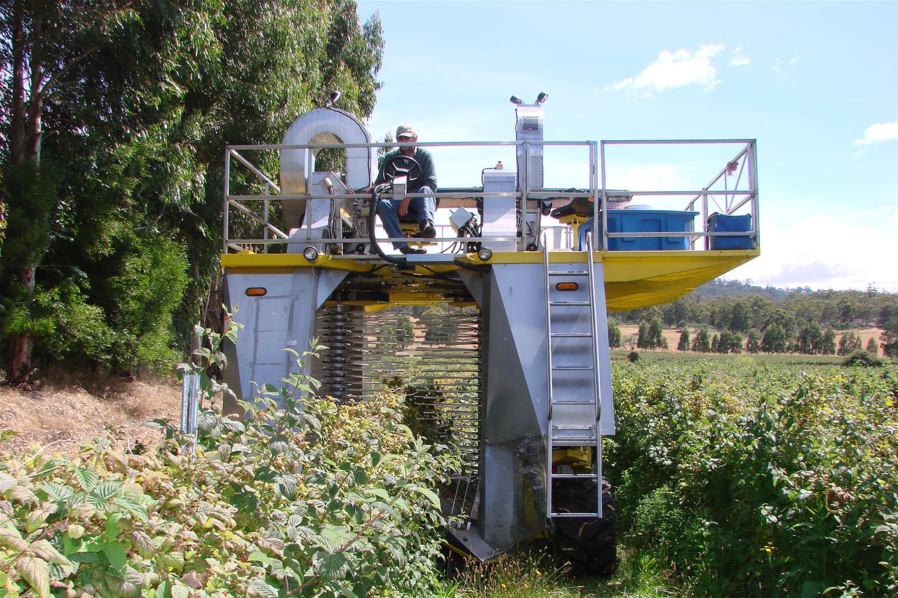 Raspberry Harvester a big winner - ABC News