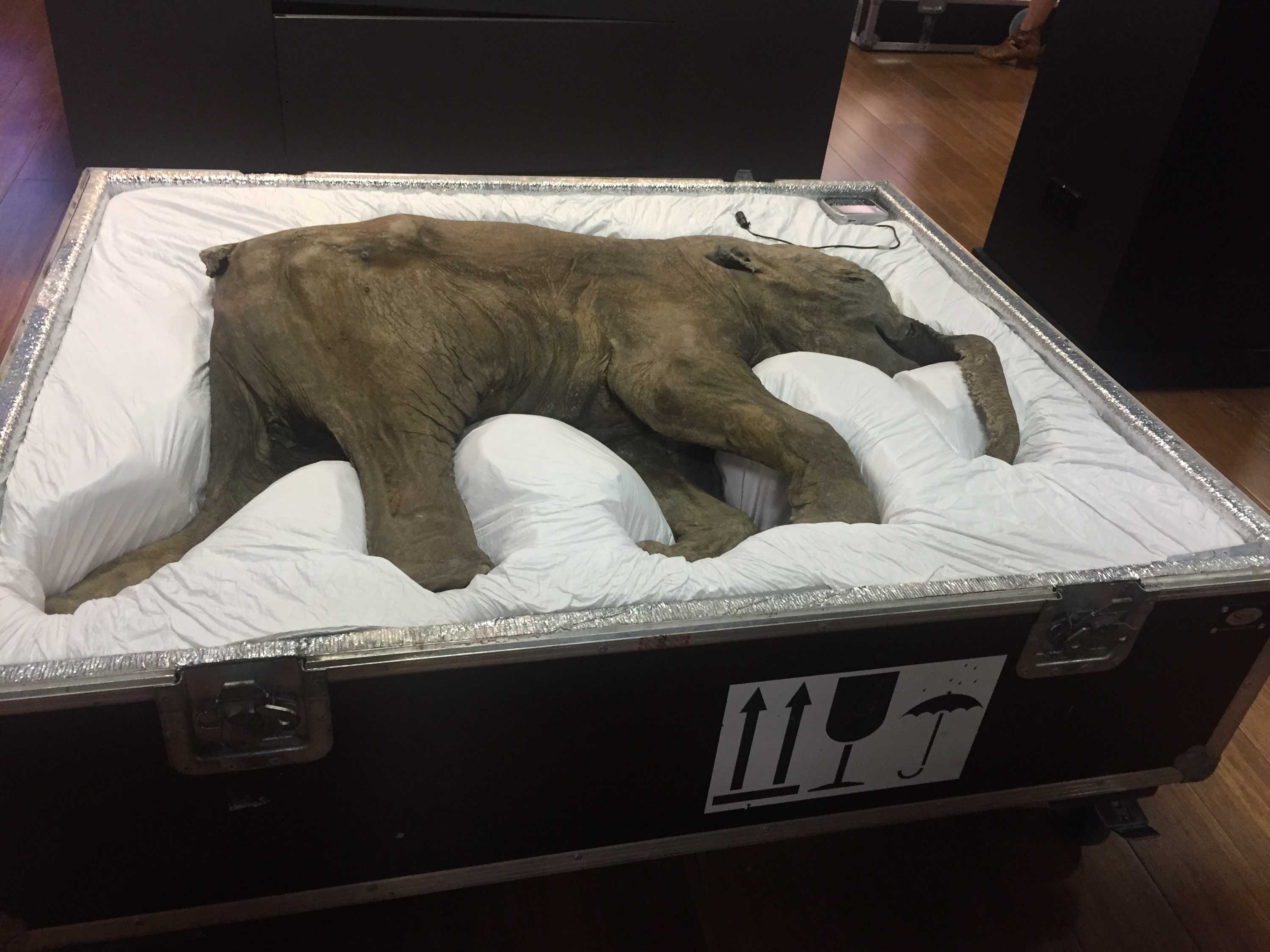 Frozen woolly mammoth Lyuba arrives in Sydney - ABC News