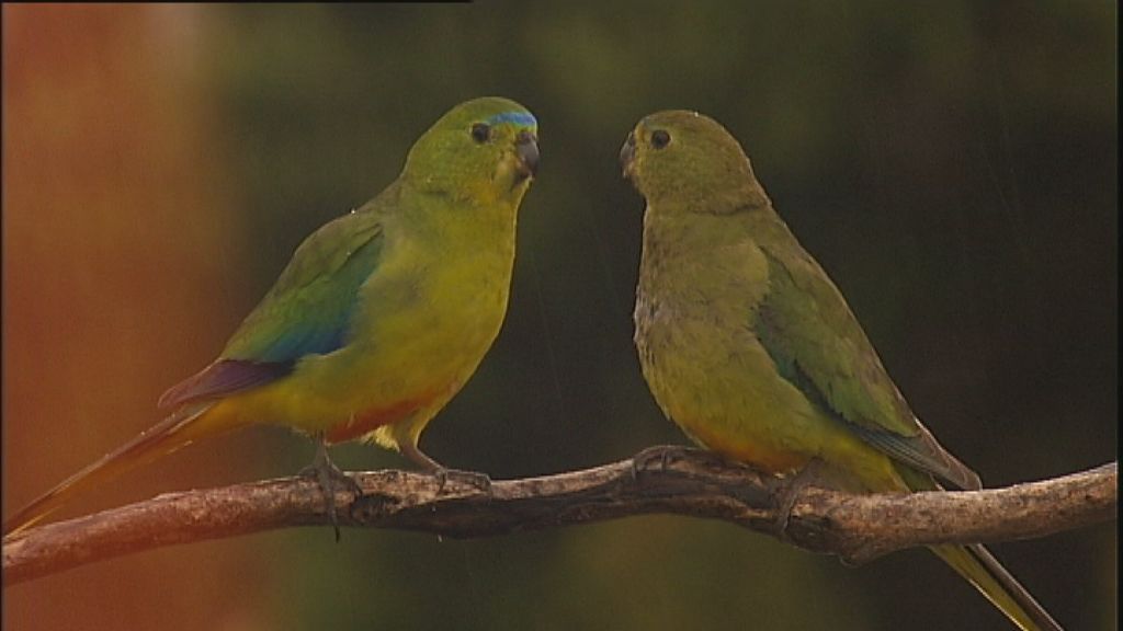 Rare bird sightings drop - ABC News
