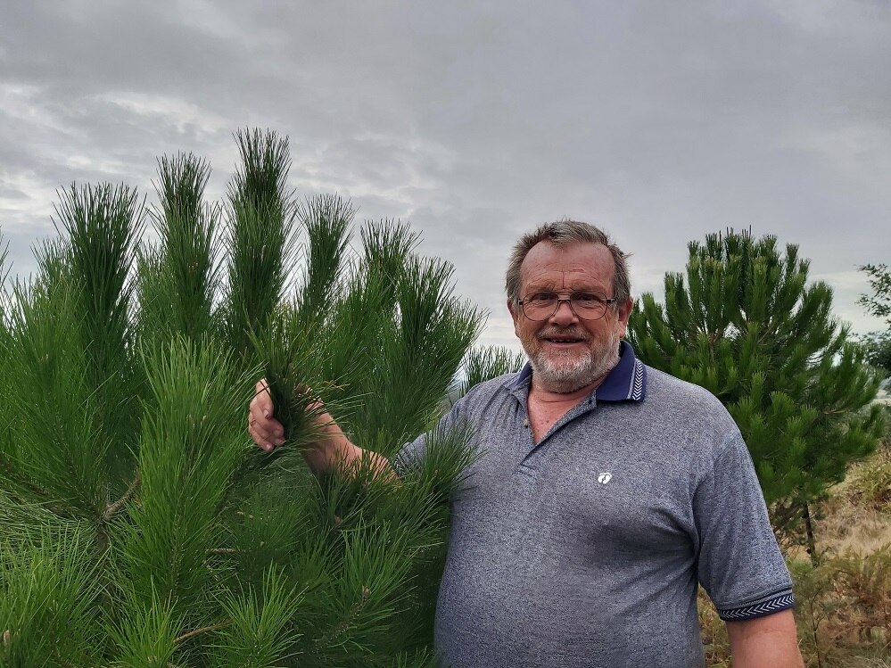Growing Pine nuts in Tasmania? You have to be patient! - ABC listen