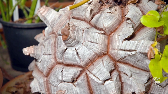 Plant Profile | Elephant's Foot - Gardening Australia