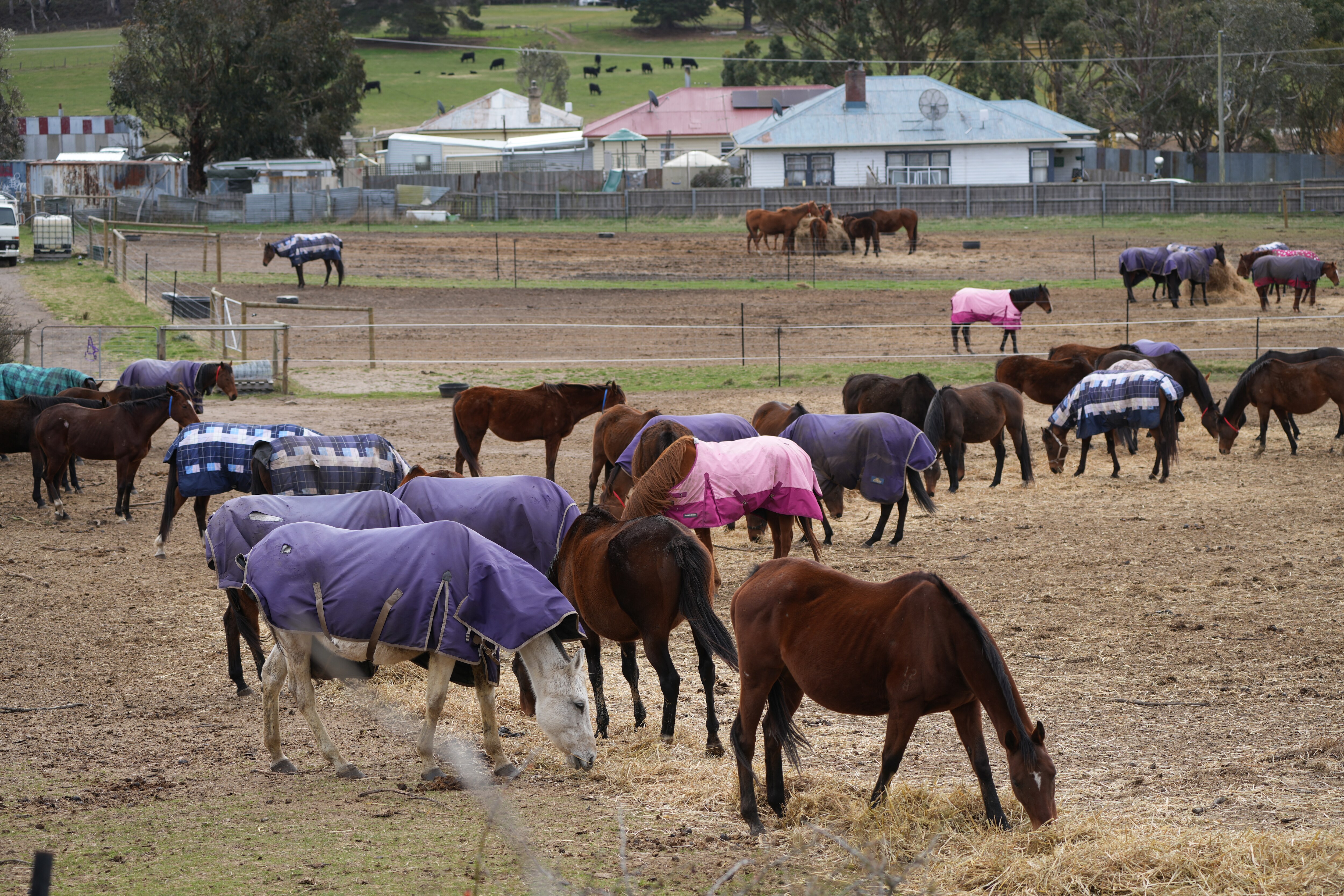 Inspection of Weona Park horse stud found several serious animal ...