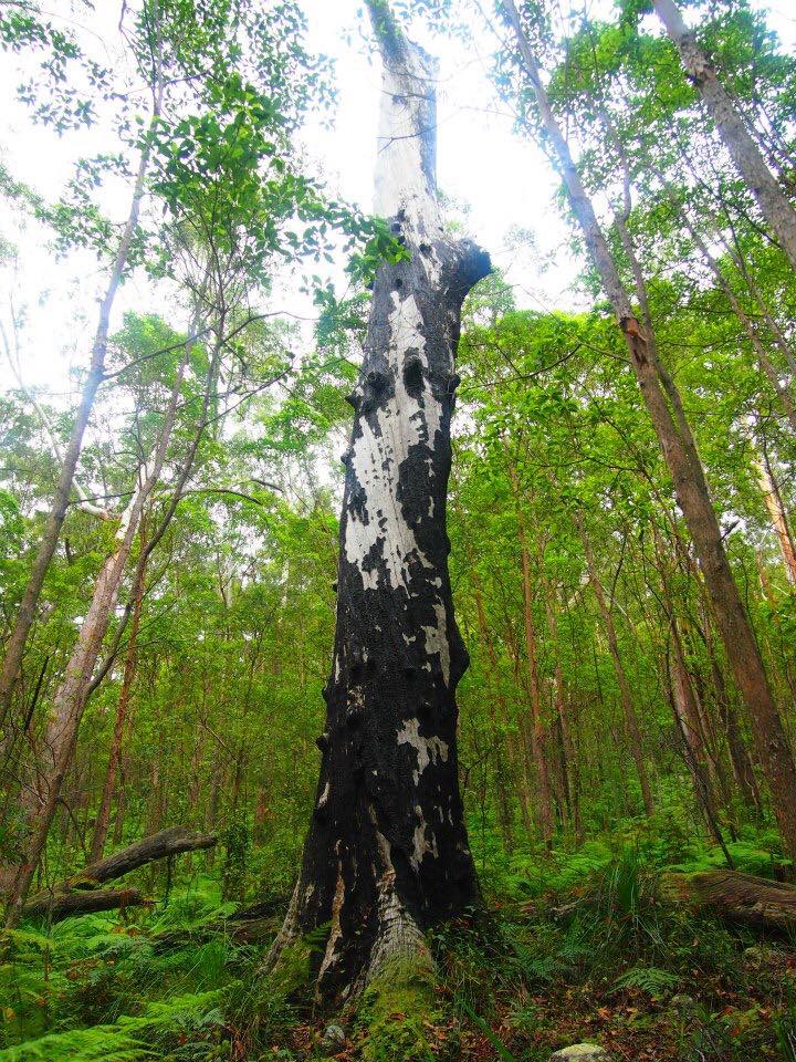 National Tree Day: A selection of some of Australia's favourite trees ...
