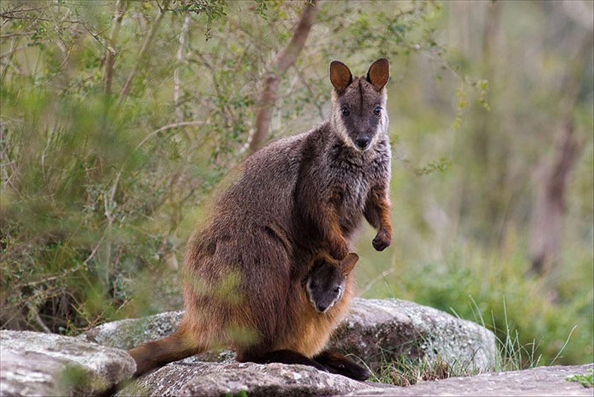 "Saving Warru": Endangered wallaby species to star in documentary - ABC ...