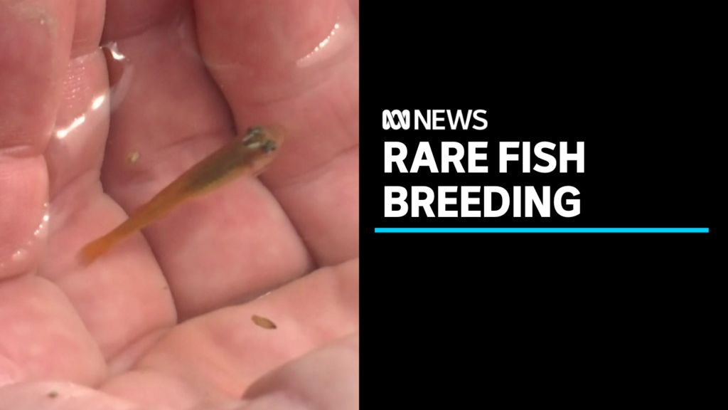 Captive-bred populations of critically endangered…