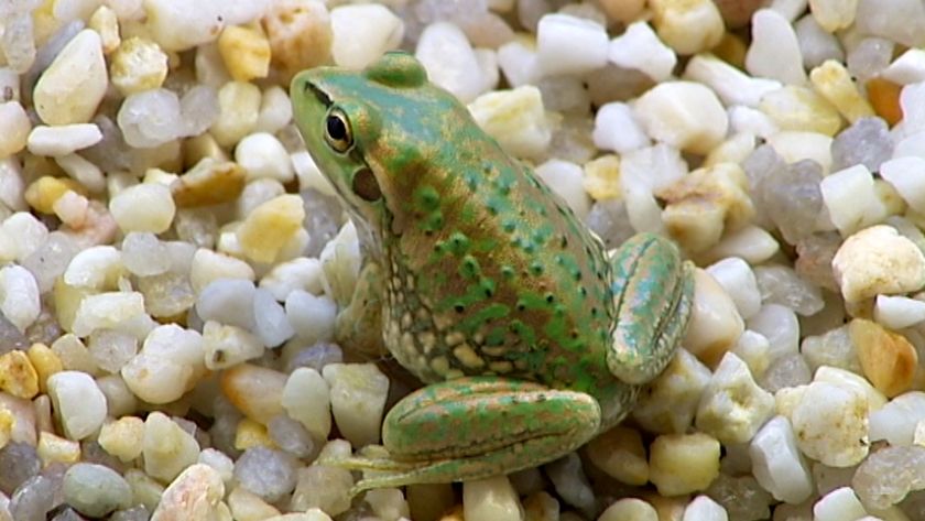 Frank Sartor's bell frog impersonation - ABC News