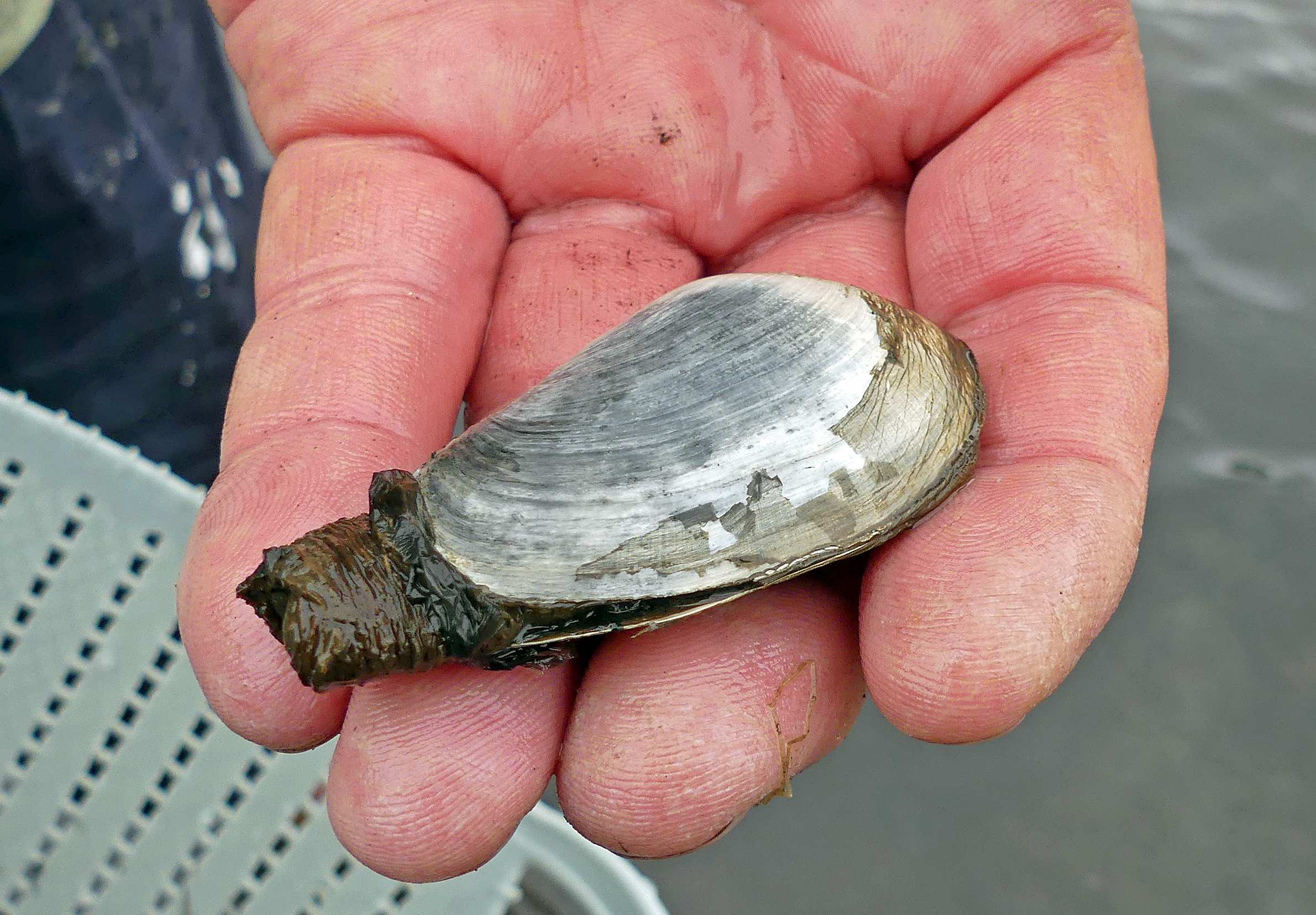 Soft-shelled clam found in Tasmanian river, sparking biosecurity alert ...